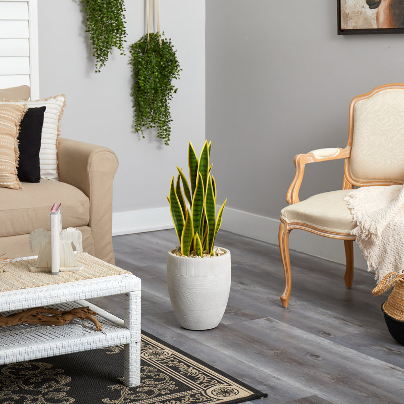 Primrue Artificial Snake Plant in Planter | Wayfair Primrue Artificial Snake Plant in Planter | Wayfair